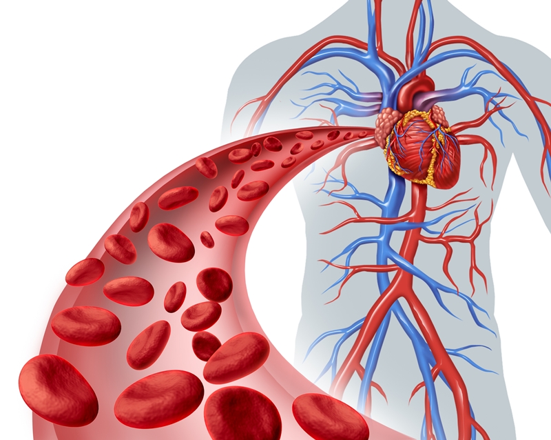 Interesting Facts Of Circulatory System New Health Advisor